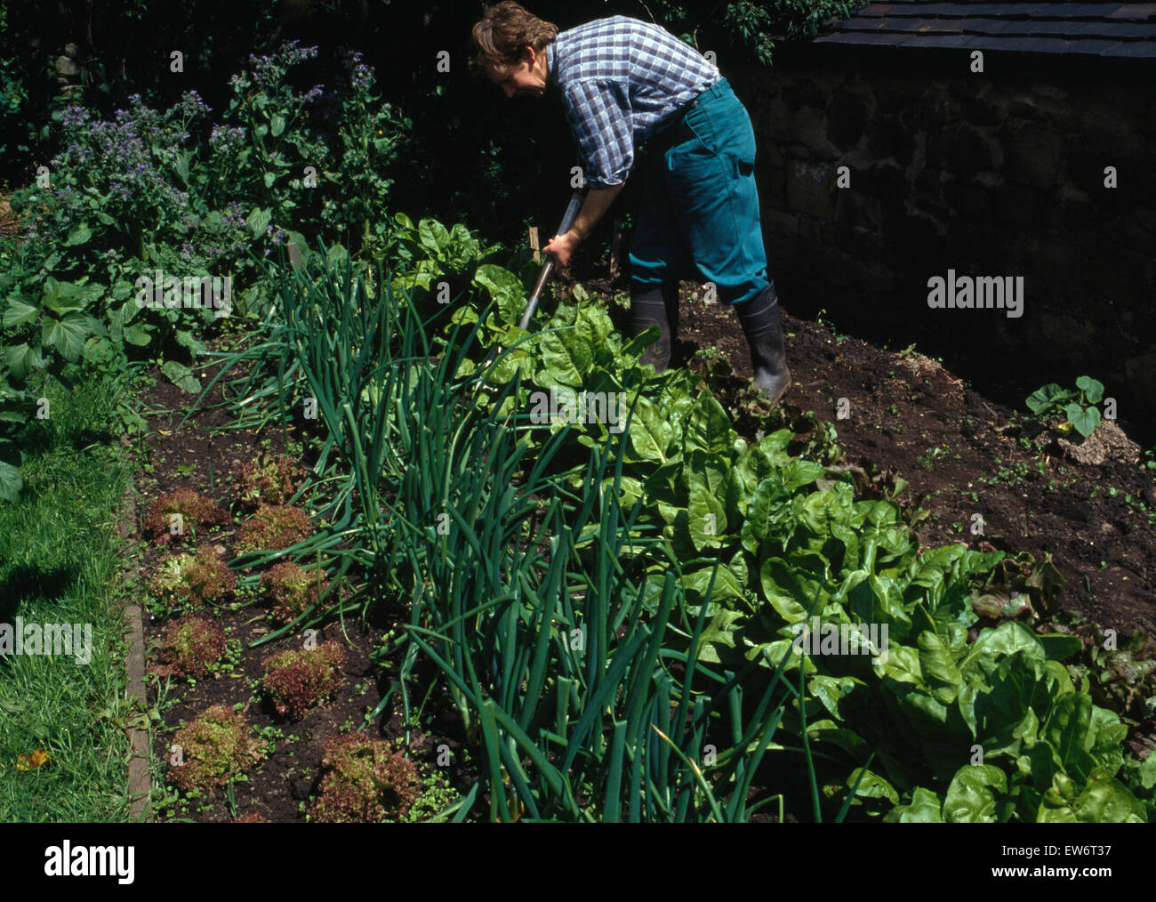 Hoeing garden hi-res stock photography and images - Alamy