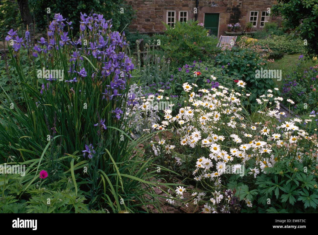 Argyranthemum hi-res stock photography and images - Alamy