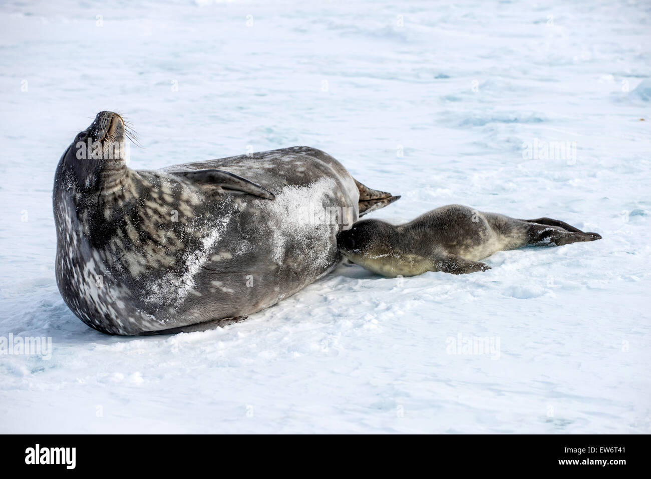 Marble point antarctica High Resolution Stock Photography and Images ...