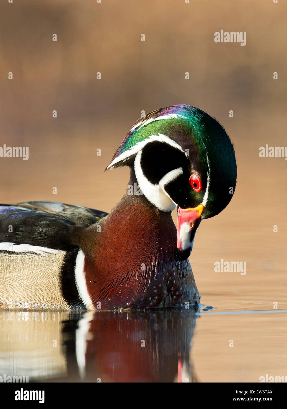 Swimming Drake Wood Duck Stock Photo - Alamy