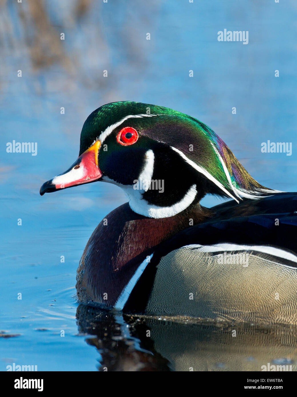 Swimming Drake Wood Duck Stock Photo - Alamy