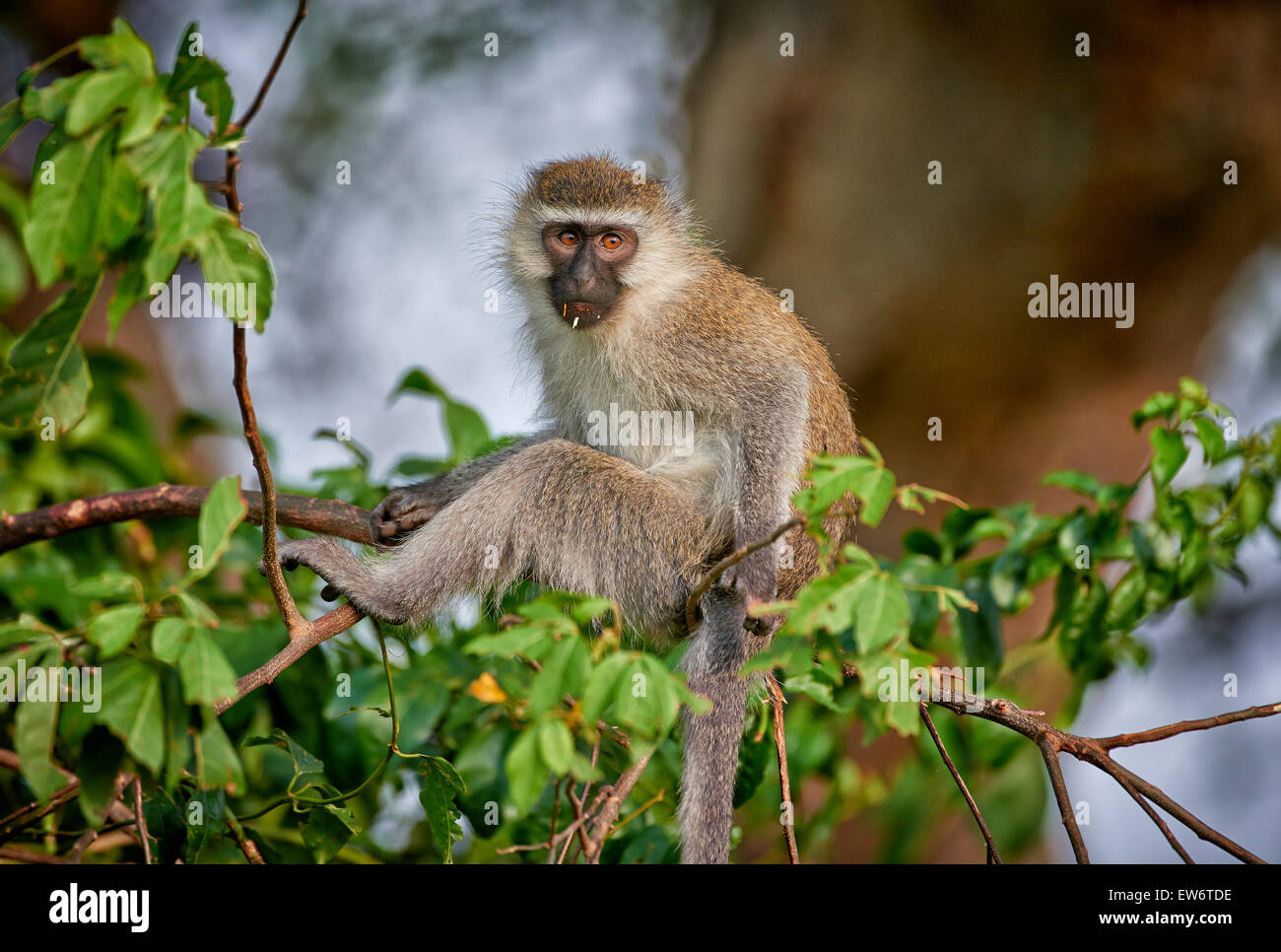 Monkey queen hi-res stock photography and images - Alamy