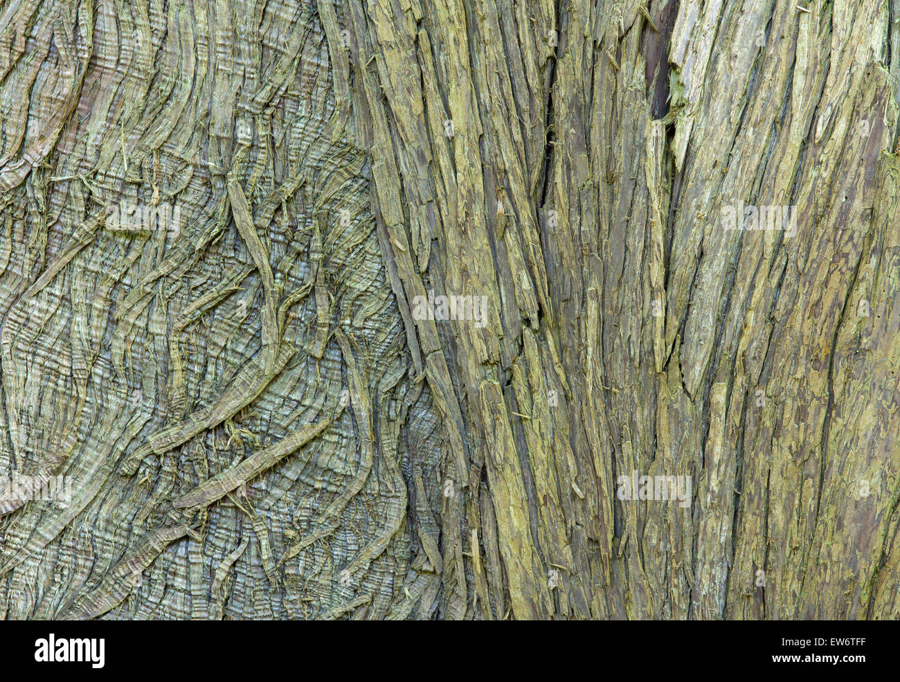 Contrasting textures hi-res stock photography and images - Alamy
