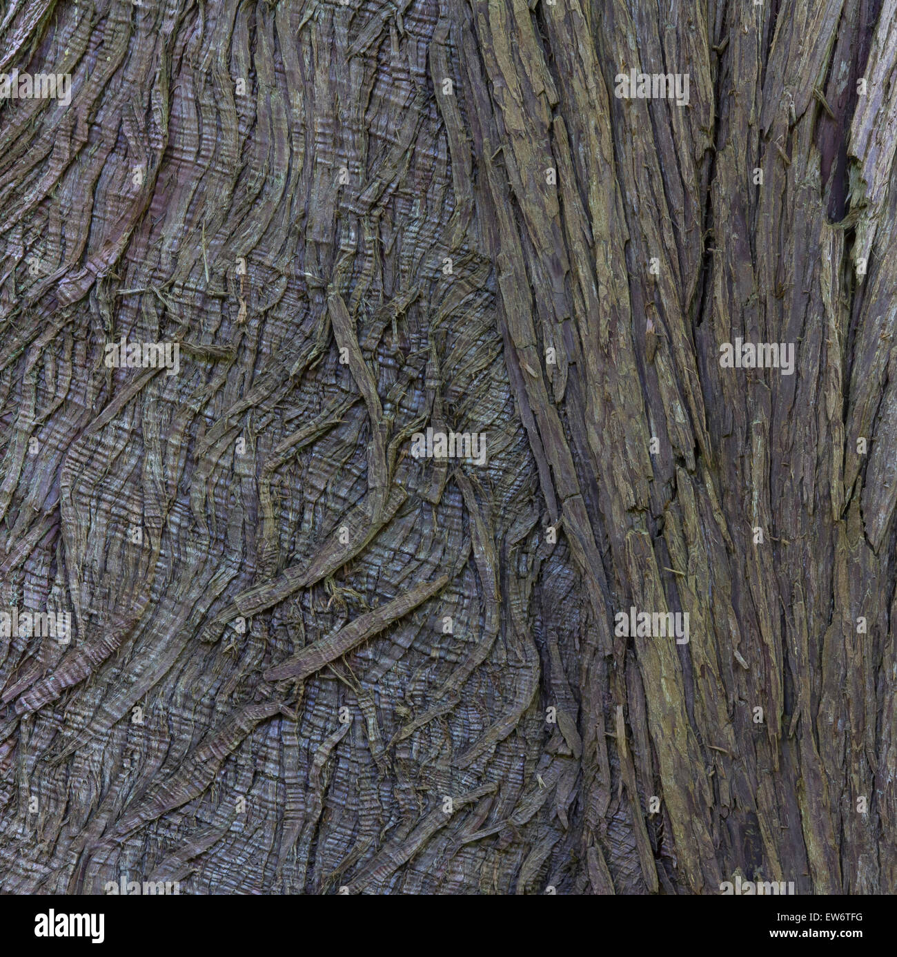 Contrasting textures hi-res stock photography and images - Alamy