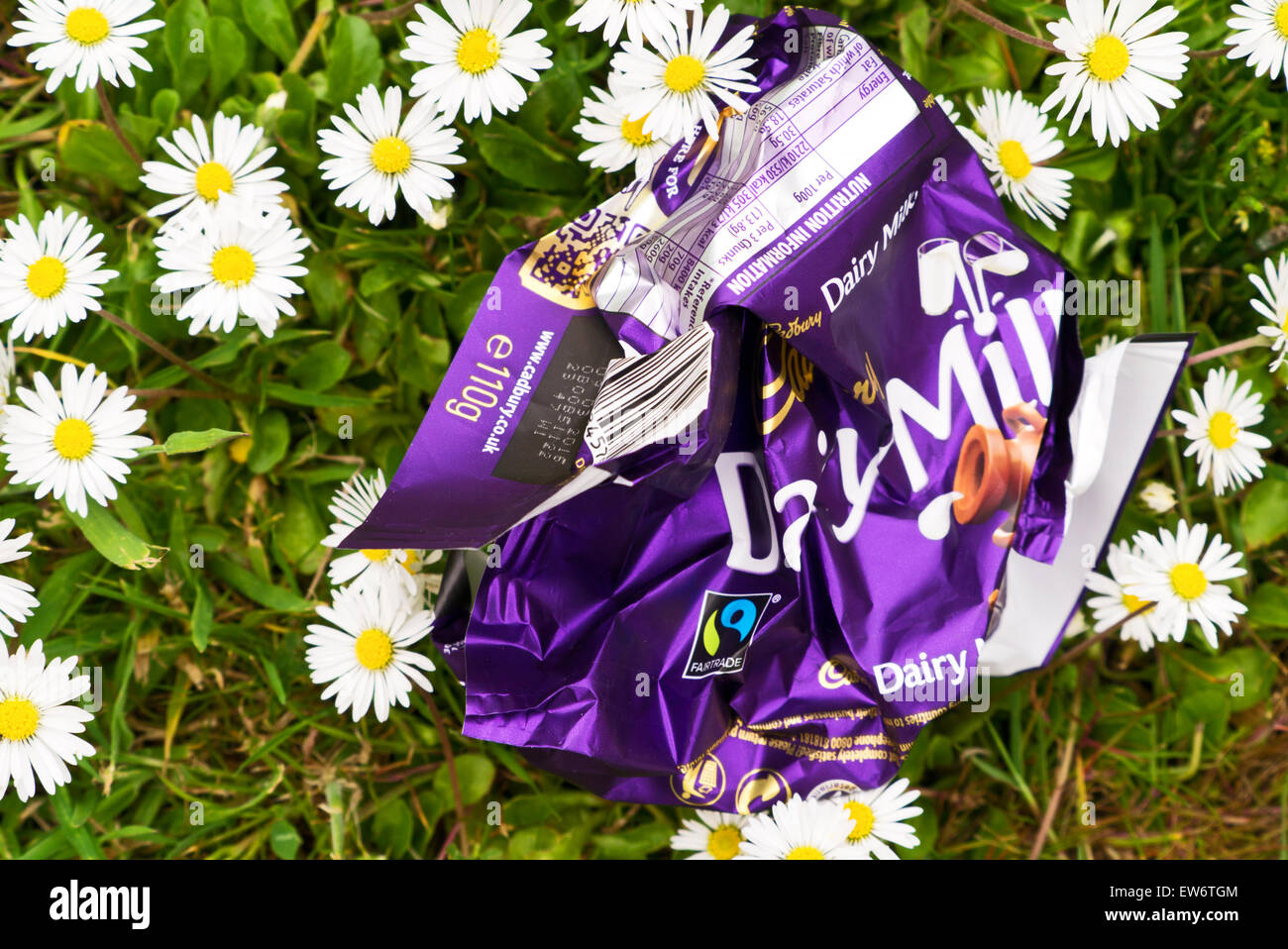 Discarded empty purple chocolate wrapper among the white daisy flowers ...
