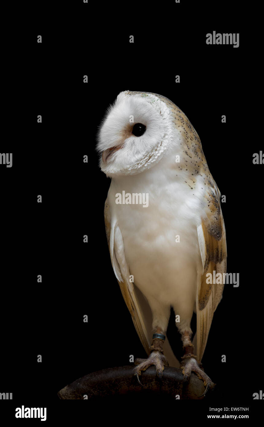 Bird avian owl hi-res stock photography and images - Alamy