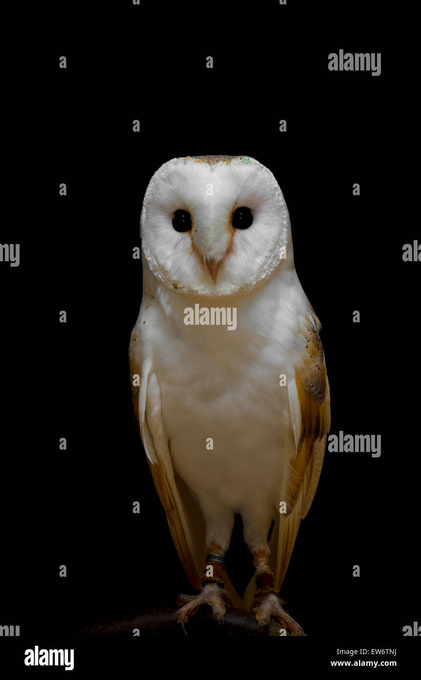 An image of a barn owl looking at the camera with eye contact Stock ...