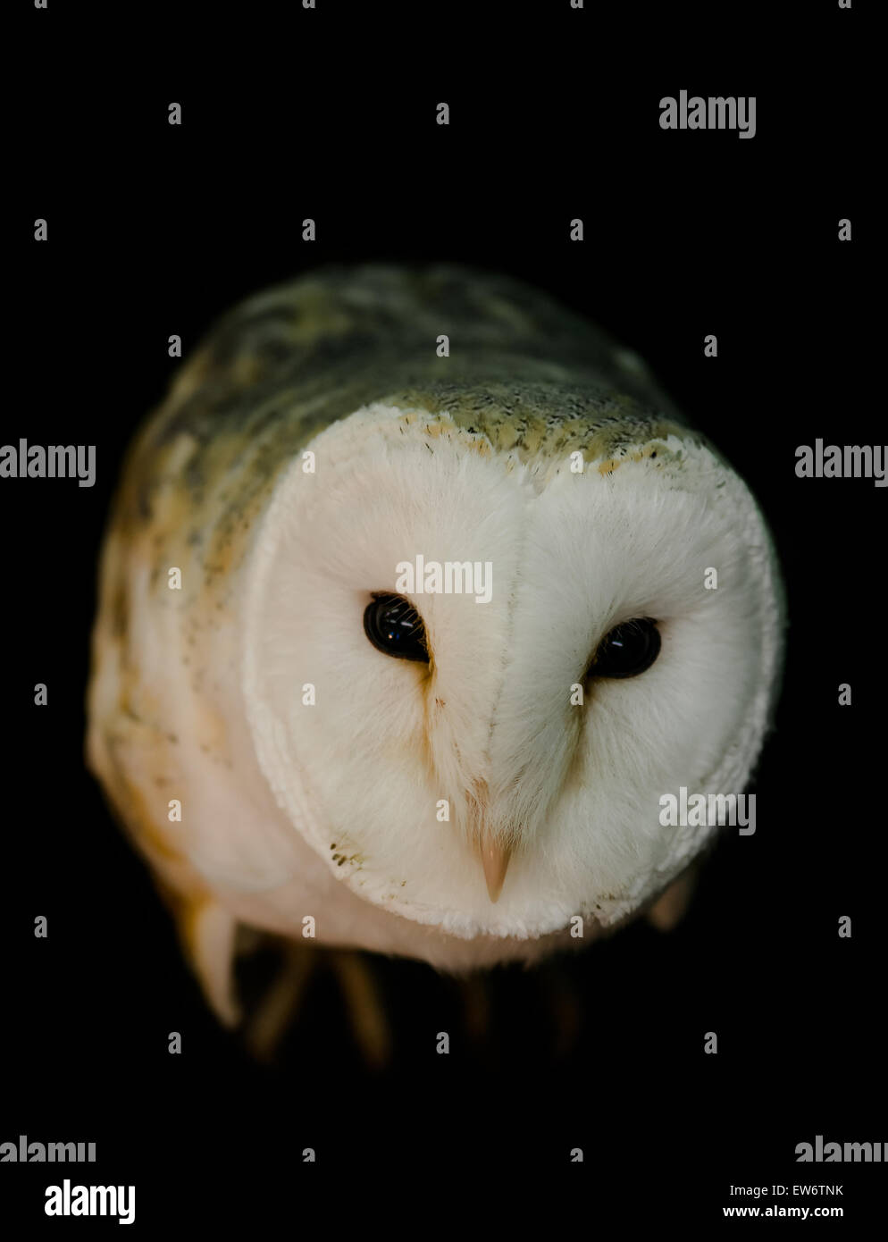 An image of a barn owl looking at the camera with eye contact Stock ...