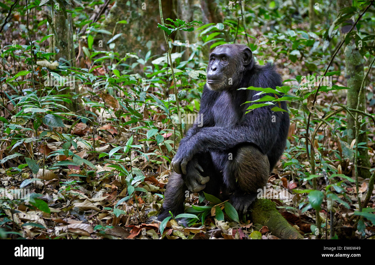 Common chimpanzee, Pan troglodytes, Kibale National Park, Fortl Portal ...