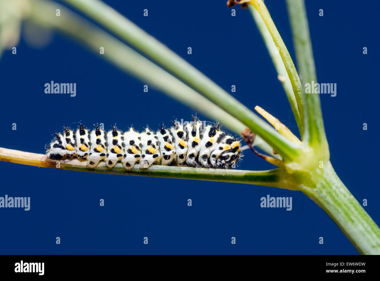 Larva larvae insect larva insect larvae physiology development ...