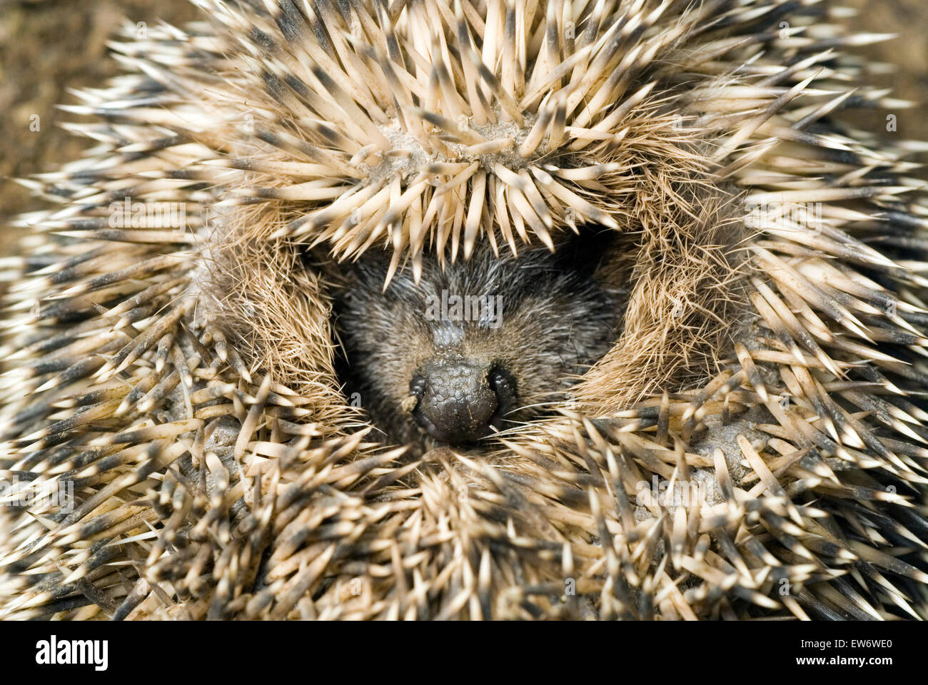 Little Hedgehog (Erinaceus europaeus Stock Photo - Alamy