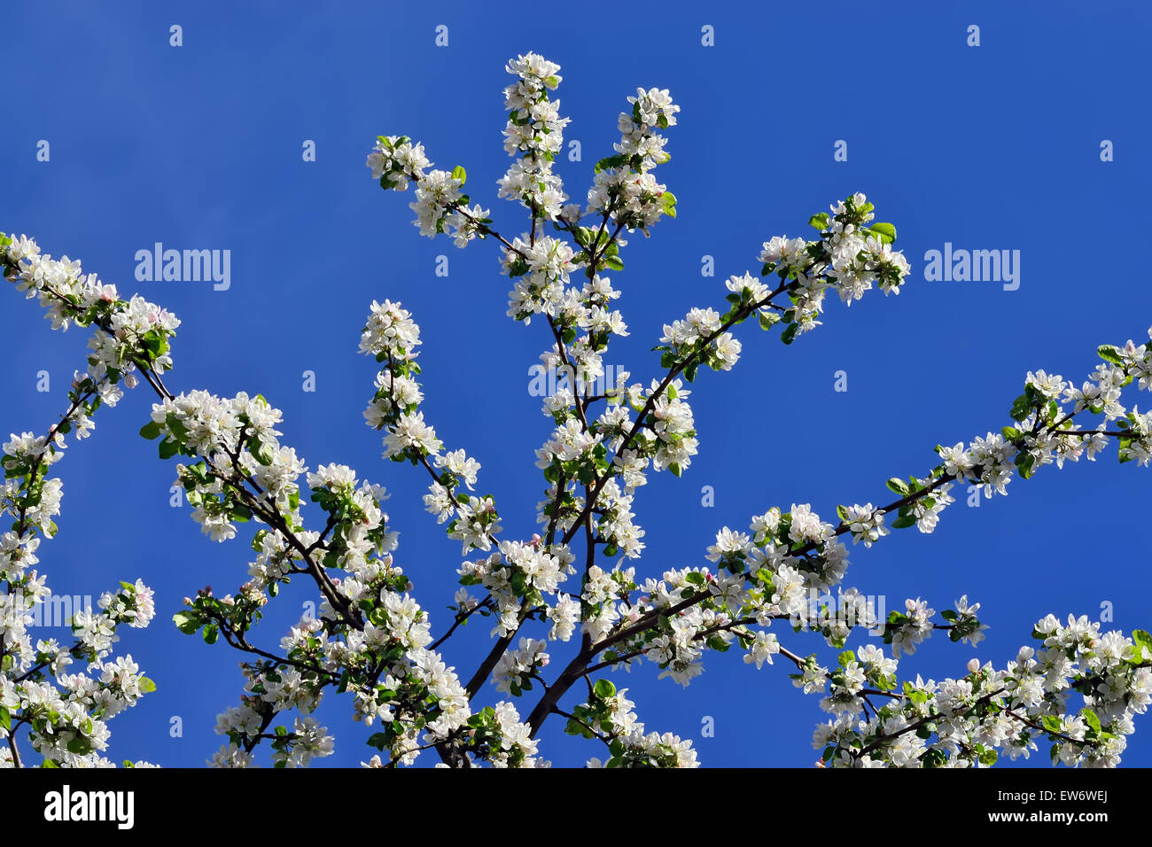 Spring. Apple tree in blossom. Beautiful flowers closeup Stock Photo ...