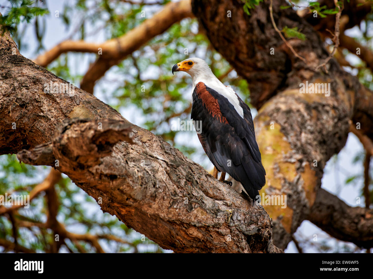 African fish eagle hi-res stock photography and images - Alamy