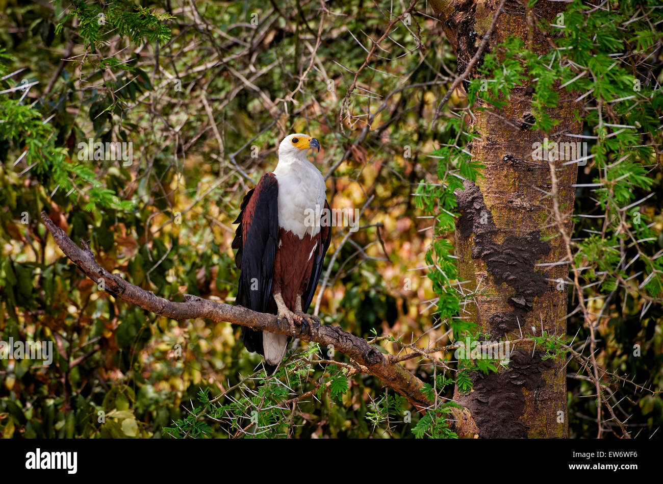 African fish eagle, Haliaeetus vocifer, Murchison Falls National Park ...