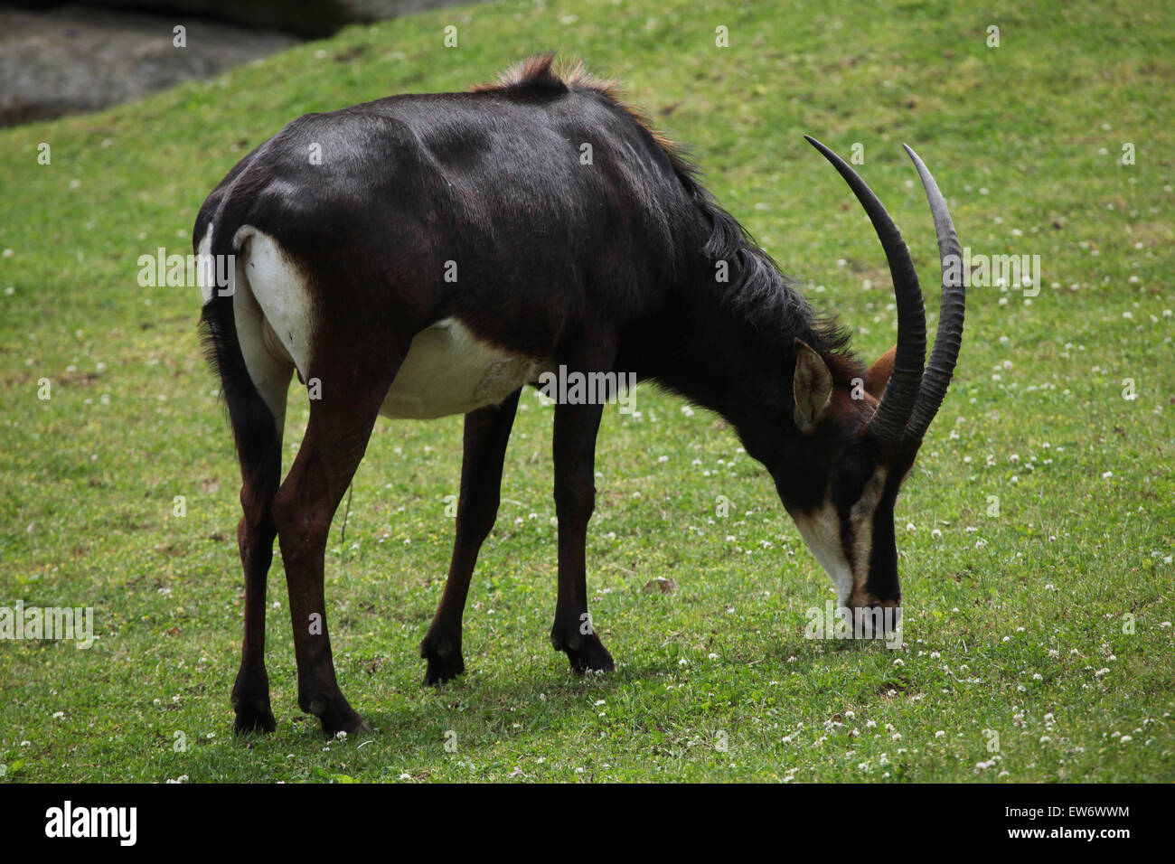 Sable antelope (Hippotragus niger), also known as the black antelope at ...