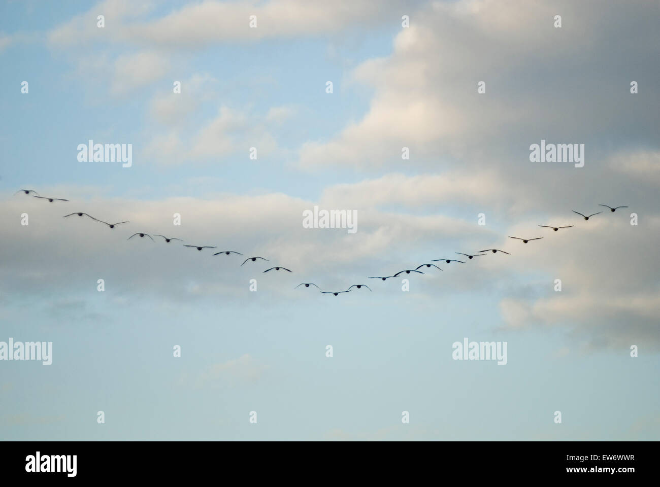 Graylag geese (Anser anser) flying in loose V formation Stock Photo - Alamy