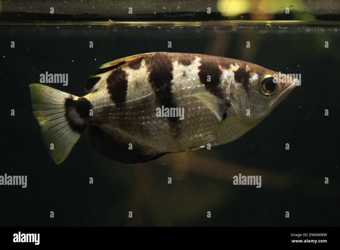 Archer fishes hi-res stock photography and images - Alamy