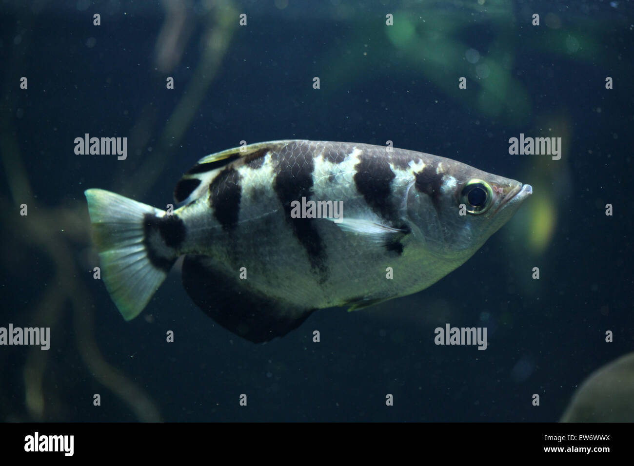Banded archerfish (Toxotes jaculatrix), also known as the spinner fish ...