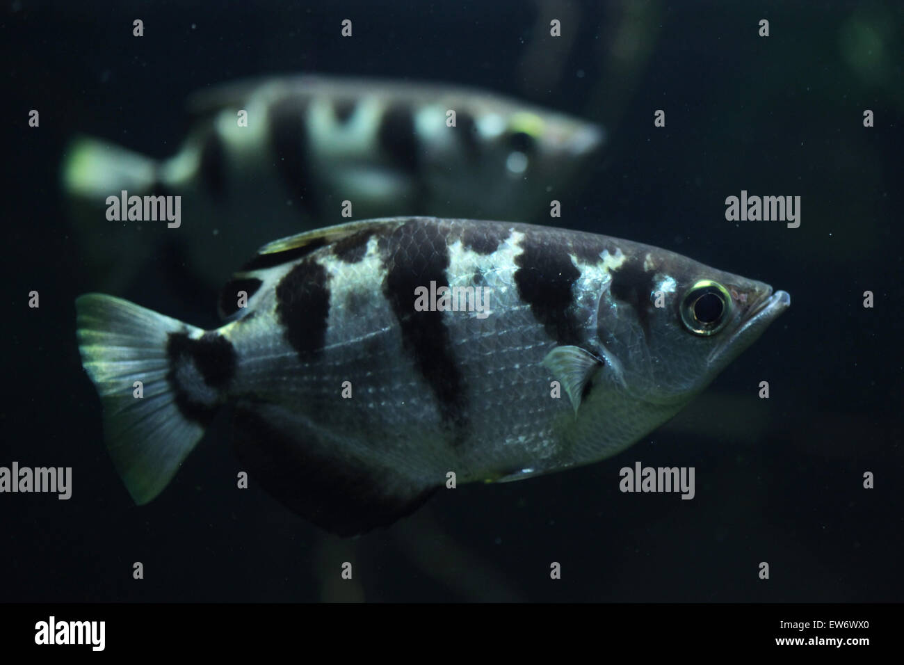 Brackish water fishes hi-res stock photography and images - Alamy