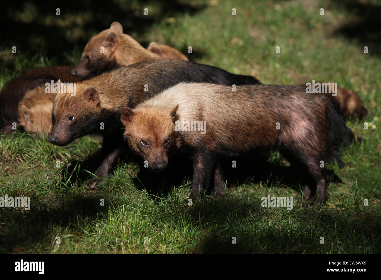 Speothos venaticus hi-res stock photography and images - Alamy