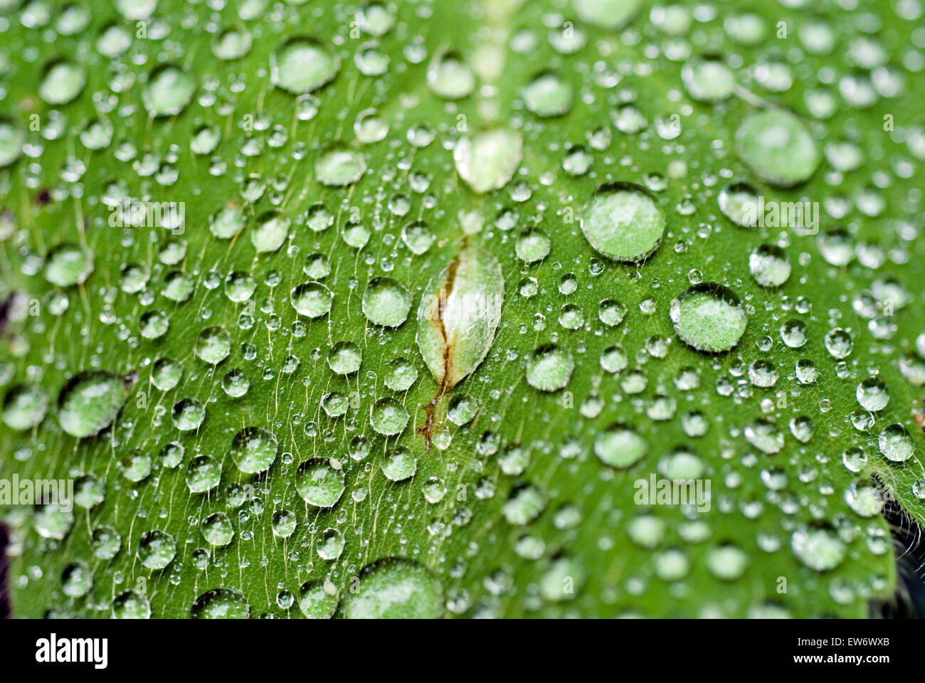 Waterdrops on a green leave, macro Stock Photo - Alamy