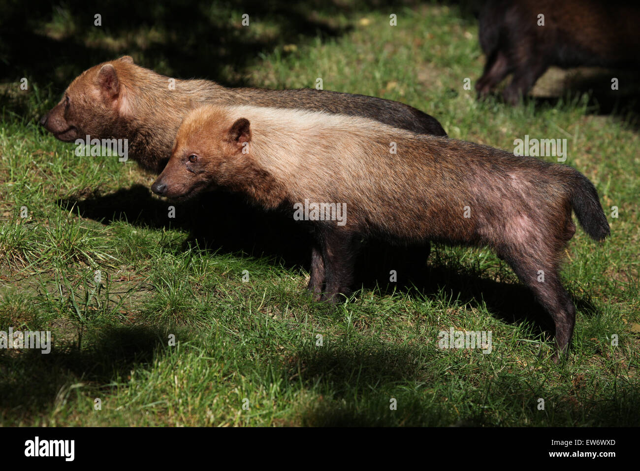 Paraguay and czech hi-res stock photography and images - Alamy