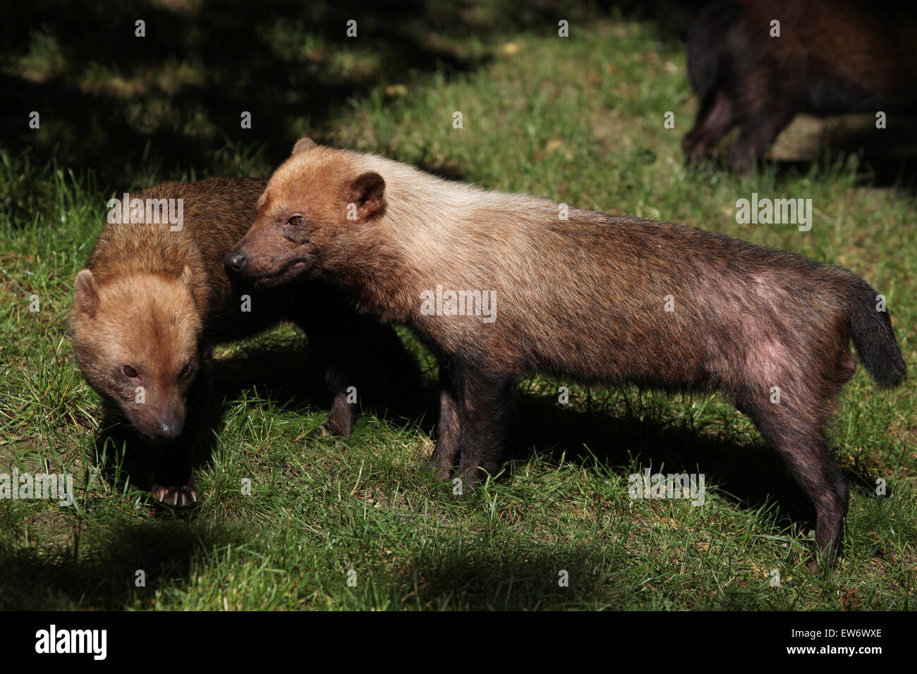Bush dog (Speothos venaticus) at Prague Zoo, Czech Republic Stock Photo ...