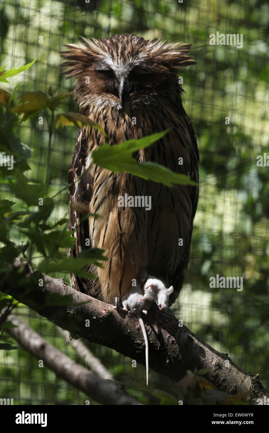 Buffy fish owl (Bubo ketupu), also known as the Malay fish owl holding ...