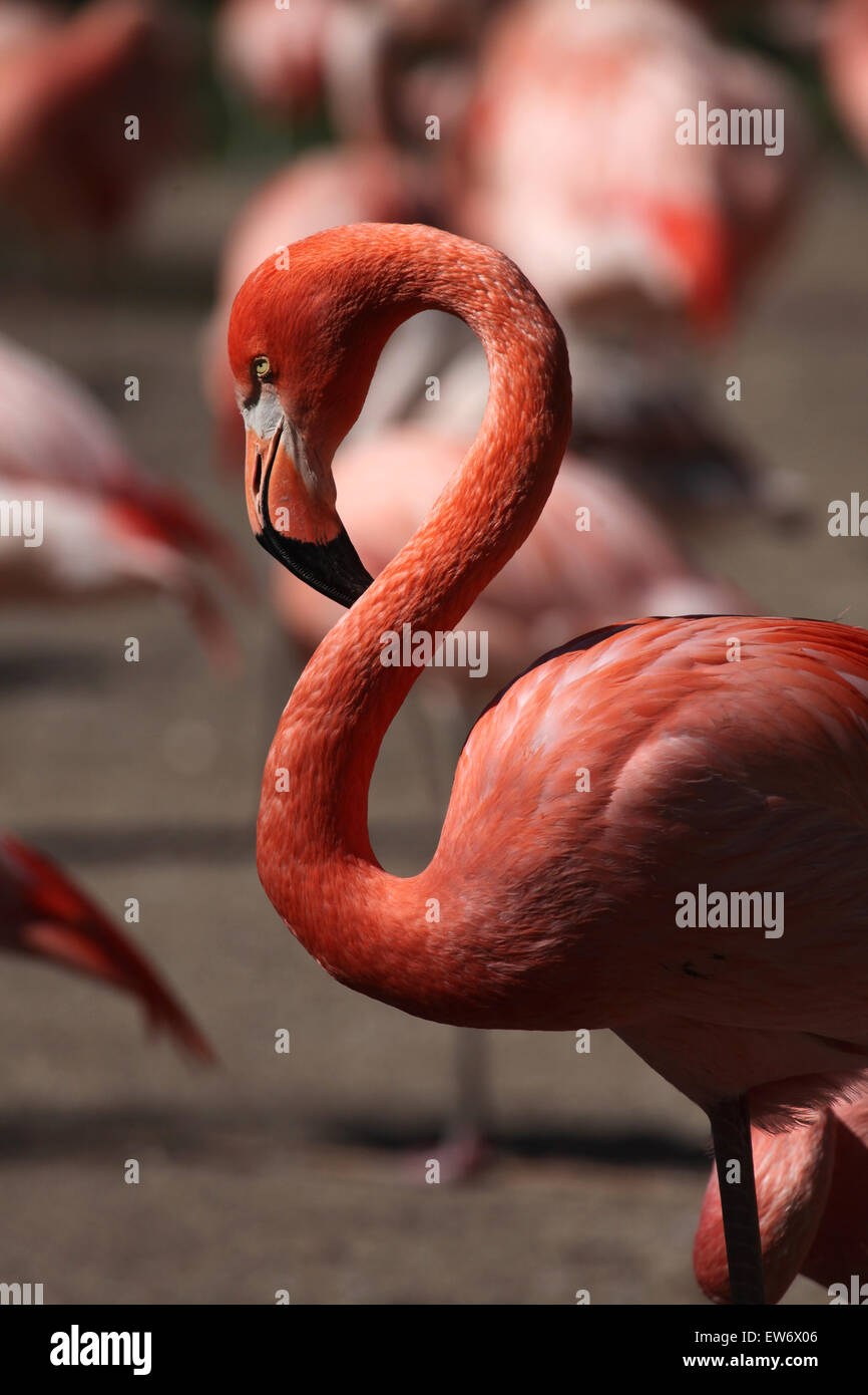 Phoenicopterus ruber hi-res stock photography and images - Alamy