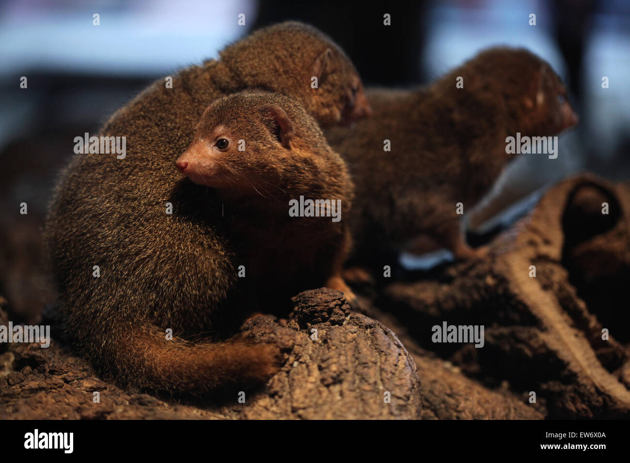 Common dwarf mongoose (Helogale parvula) at Prague Zoo, Czech Republic ...