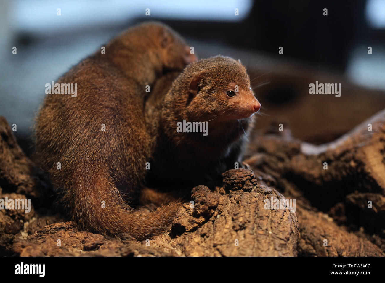 Common dwarf mongoose (Helogale parvula) at Prague Zoo, Czech Republic ...