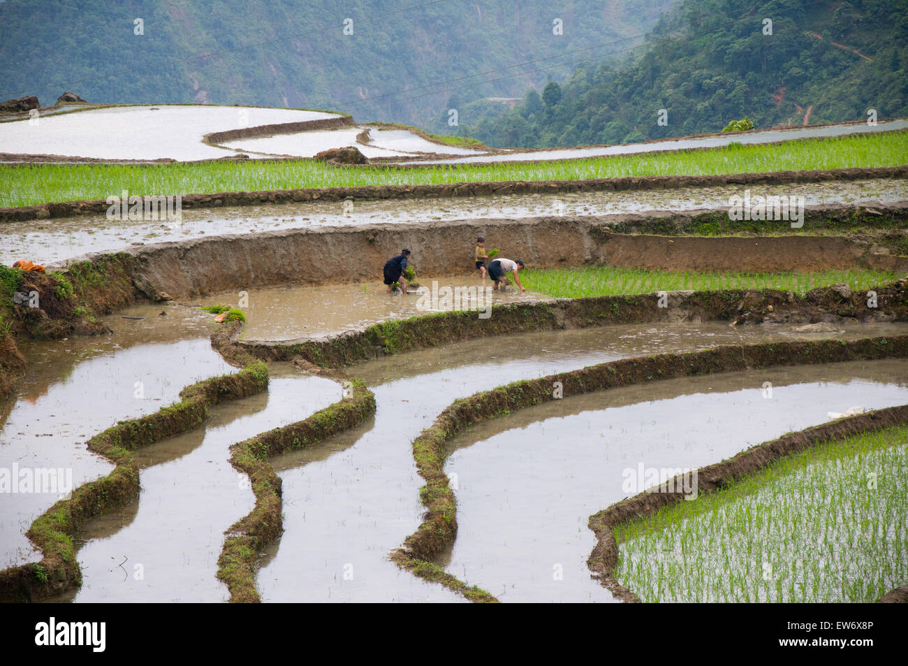 Vietnamese farmers work in terraced rice field in Sapa, Vietnam Stock ...