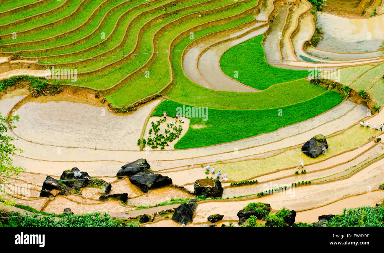 Malaysia rice field terraced hi-res stock photography and images - Alamy