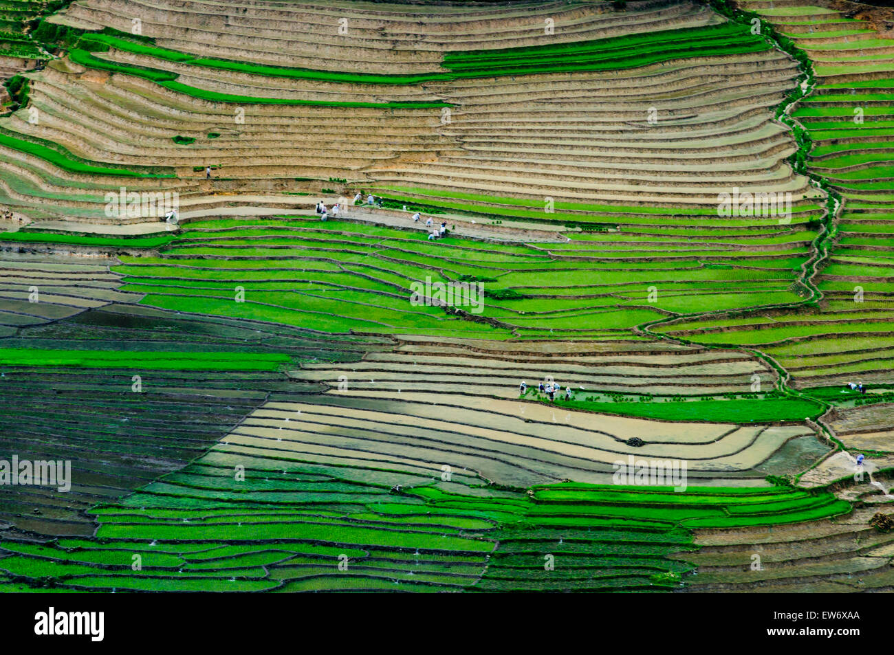 Malaysia rice field terraced hi-res stock photography and images - Alamy