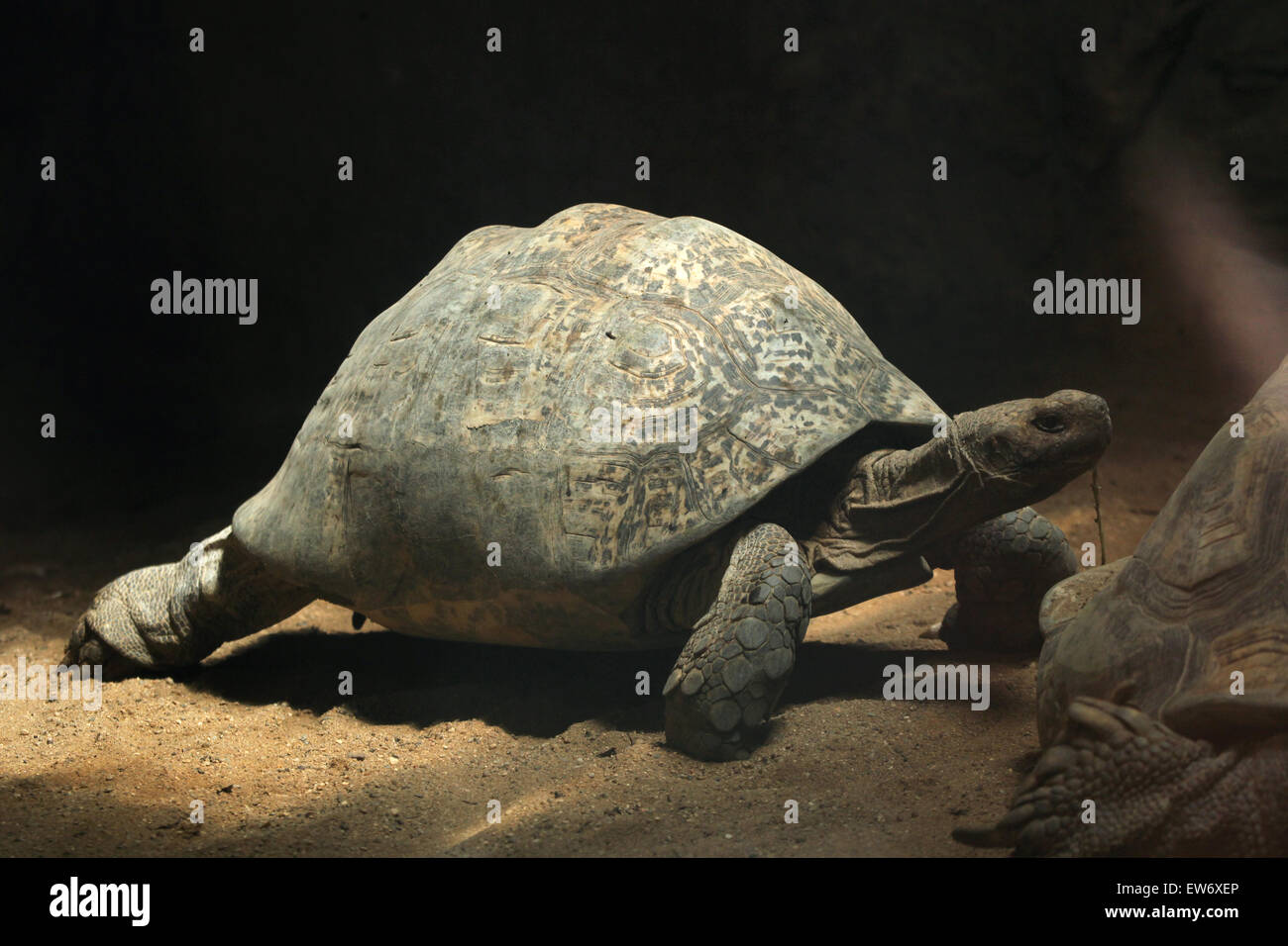 Leopard tortoise kenya hi-res stock photography and images - Alamy