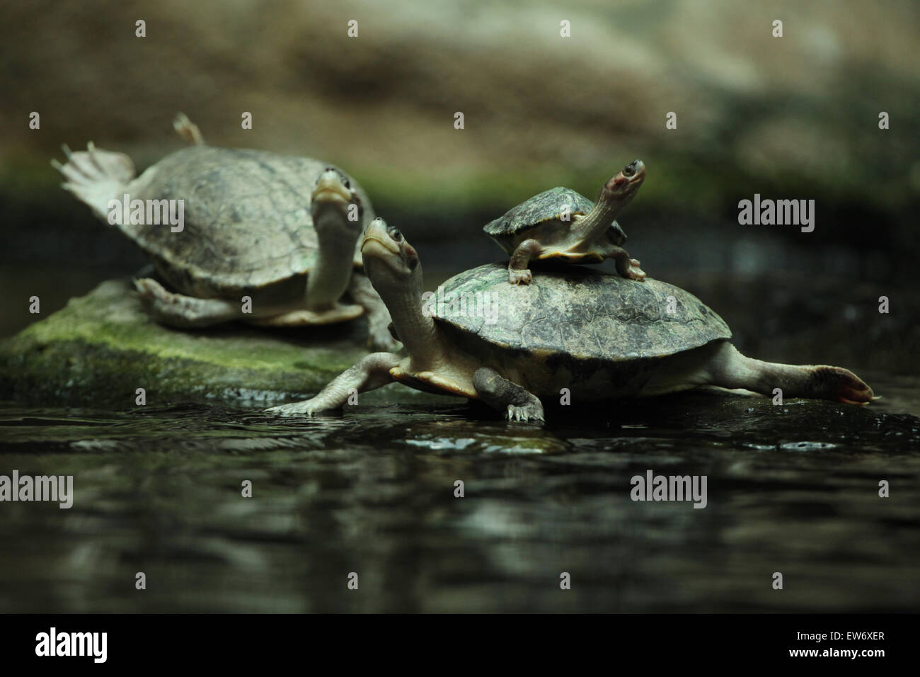 Southern river terrapin (Batagur affinis), also known as the Batagur at ...