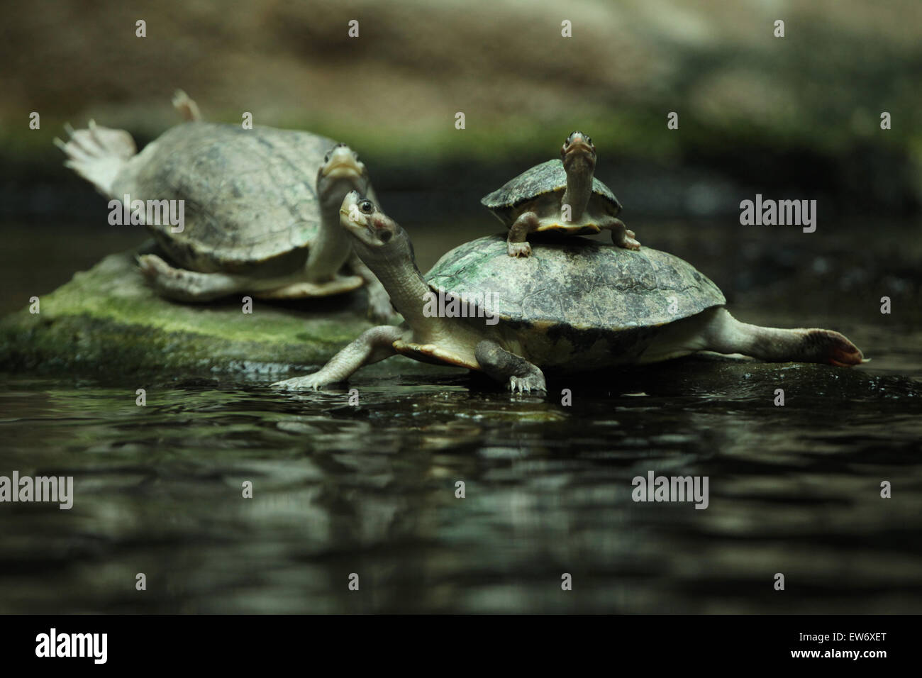 Southern river terrapin (Batagur affinis), also known as the Batagur at ...