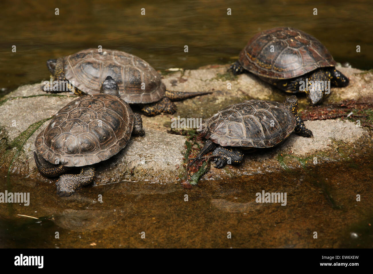 European pond turtle (Emys orbicularis), also known as the European ...