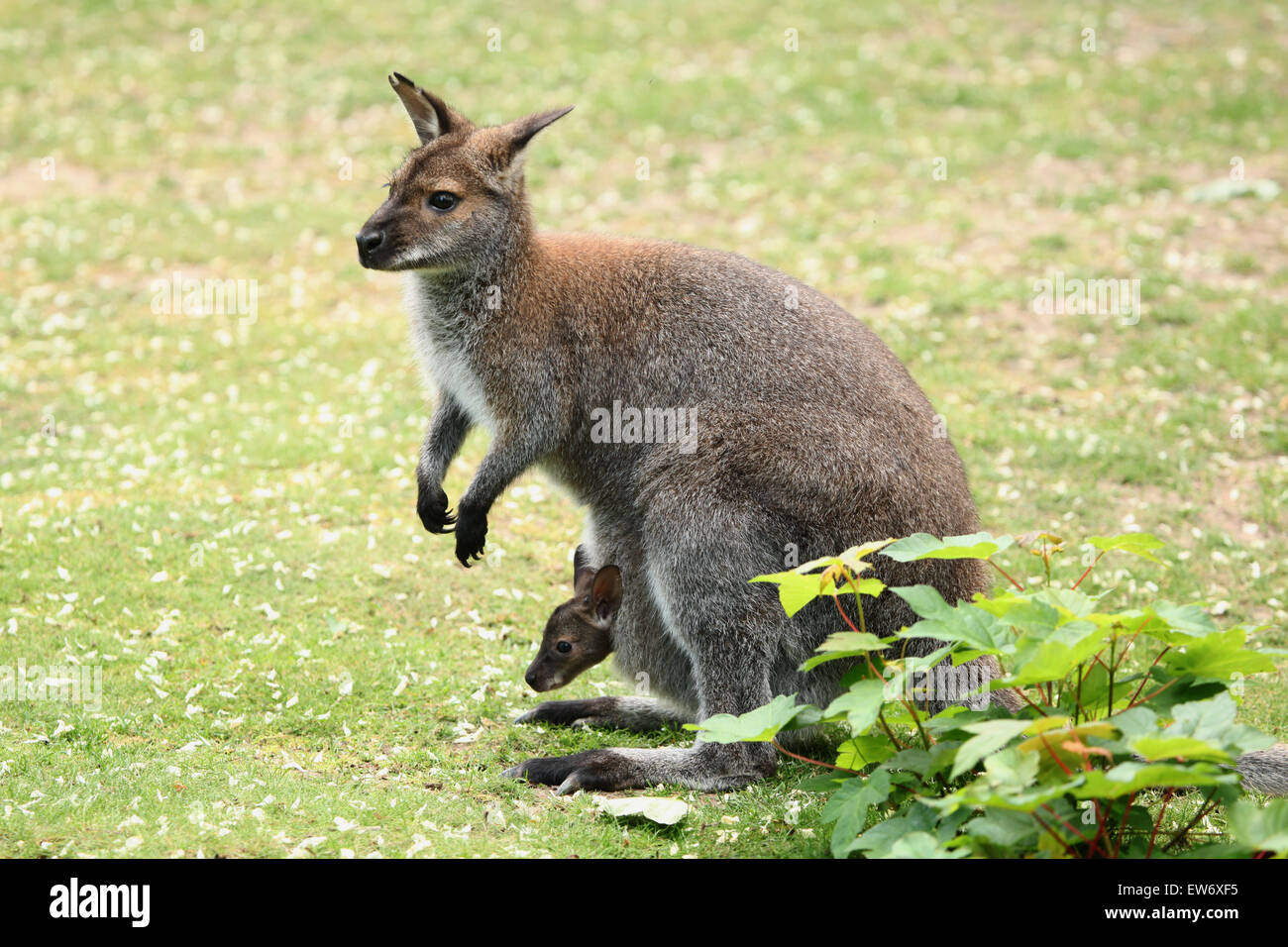 Black swamp wallaby hi-res stock photography and images - Alamy
