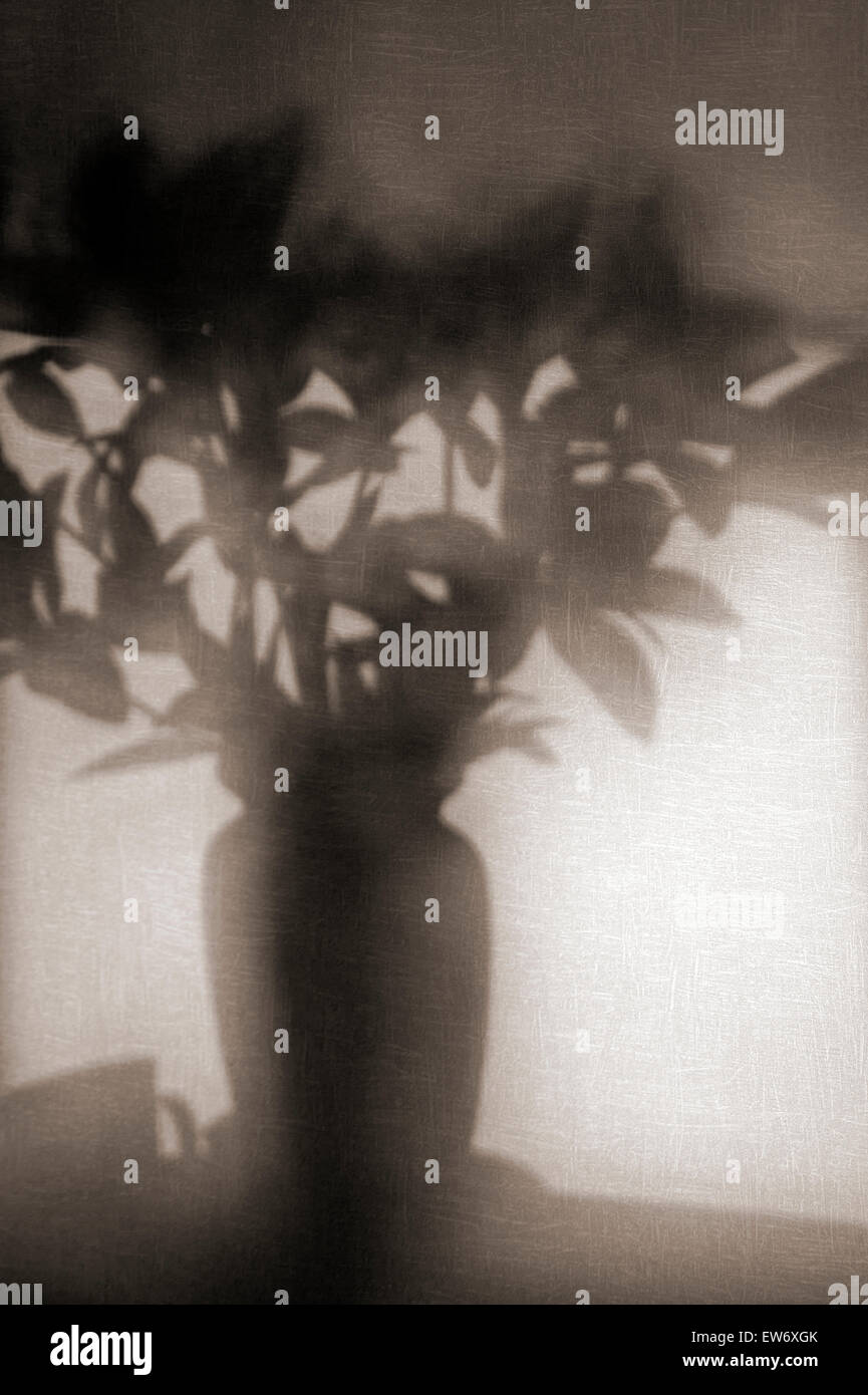 The shade of a flower vase Stock Photo - Alamy