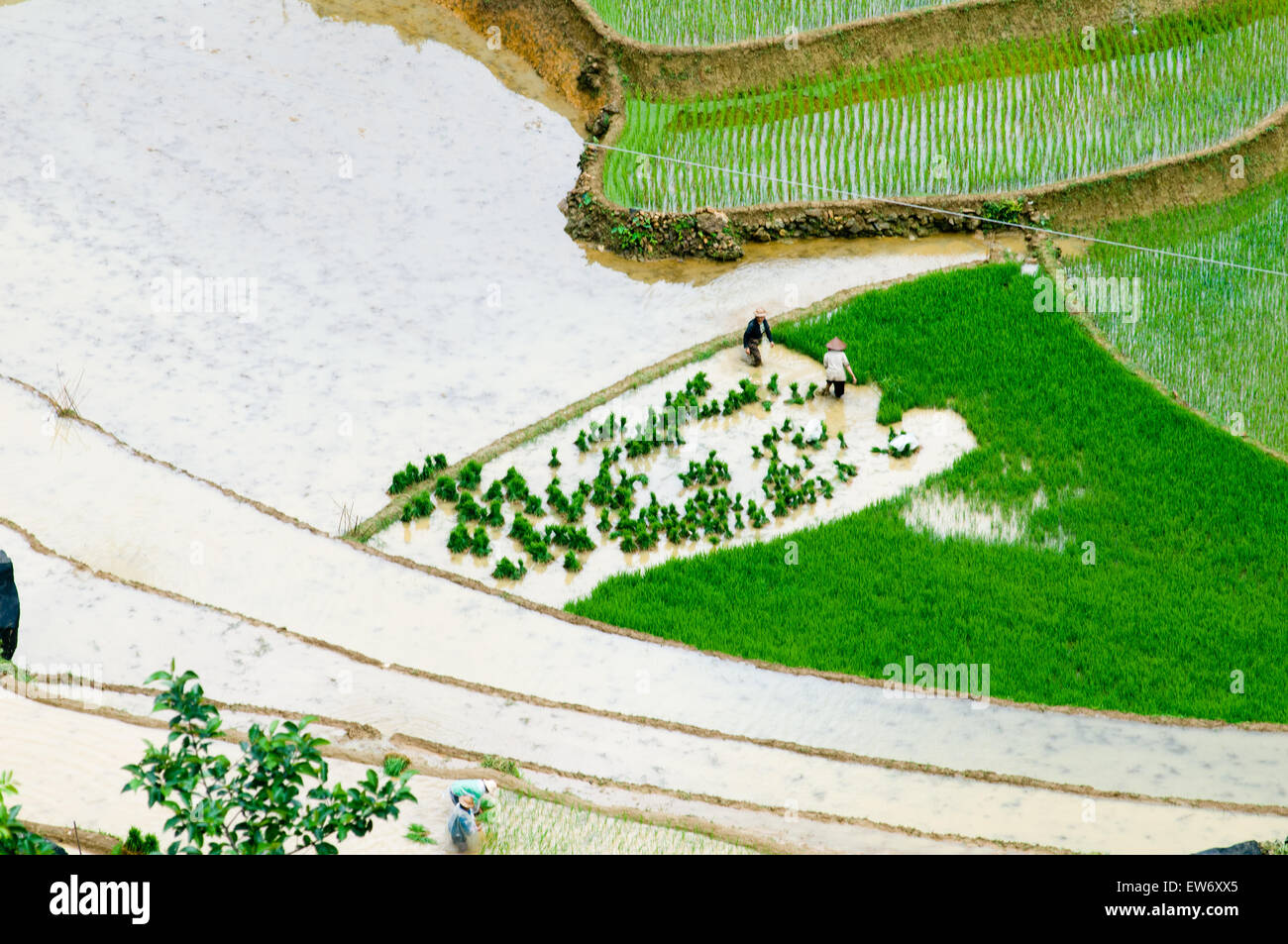 Malaysia rice field terraced hi-res stock photography and images - Alamy