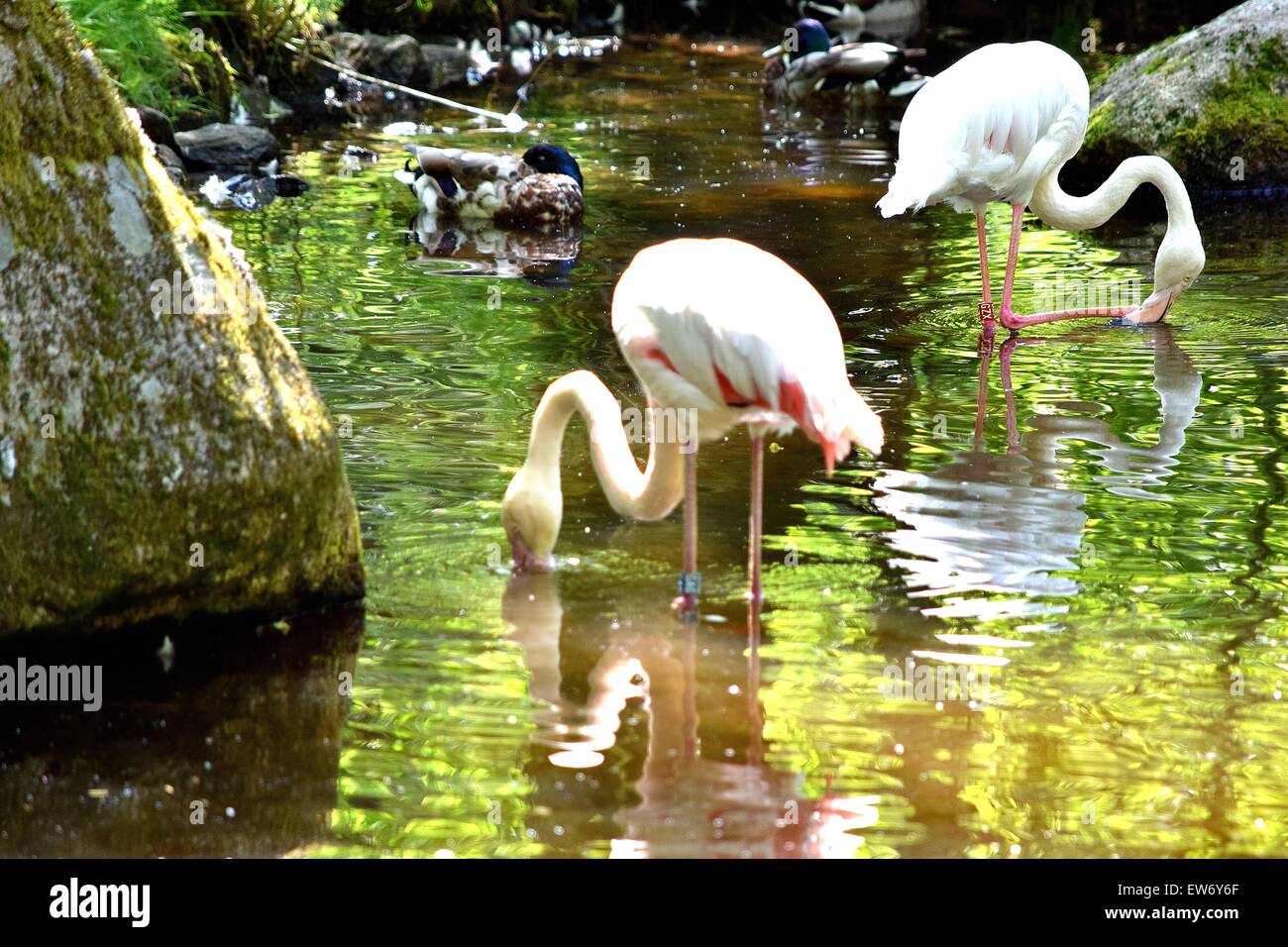 Flamingo fishing hi-res stock photography and images - Alamy