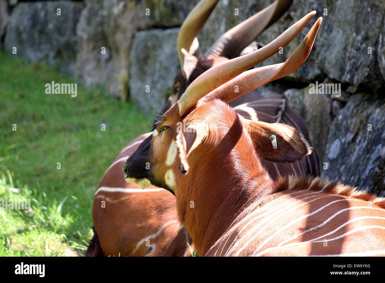 Bongo antelope not drum hi-res stock photography and images - Alamy