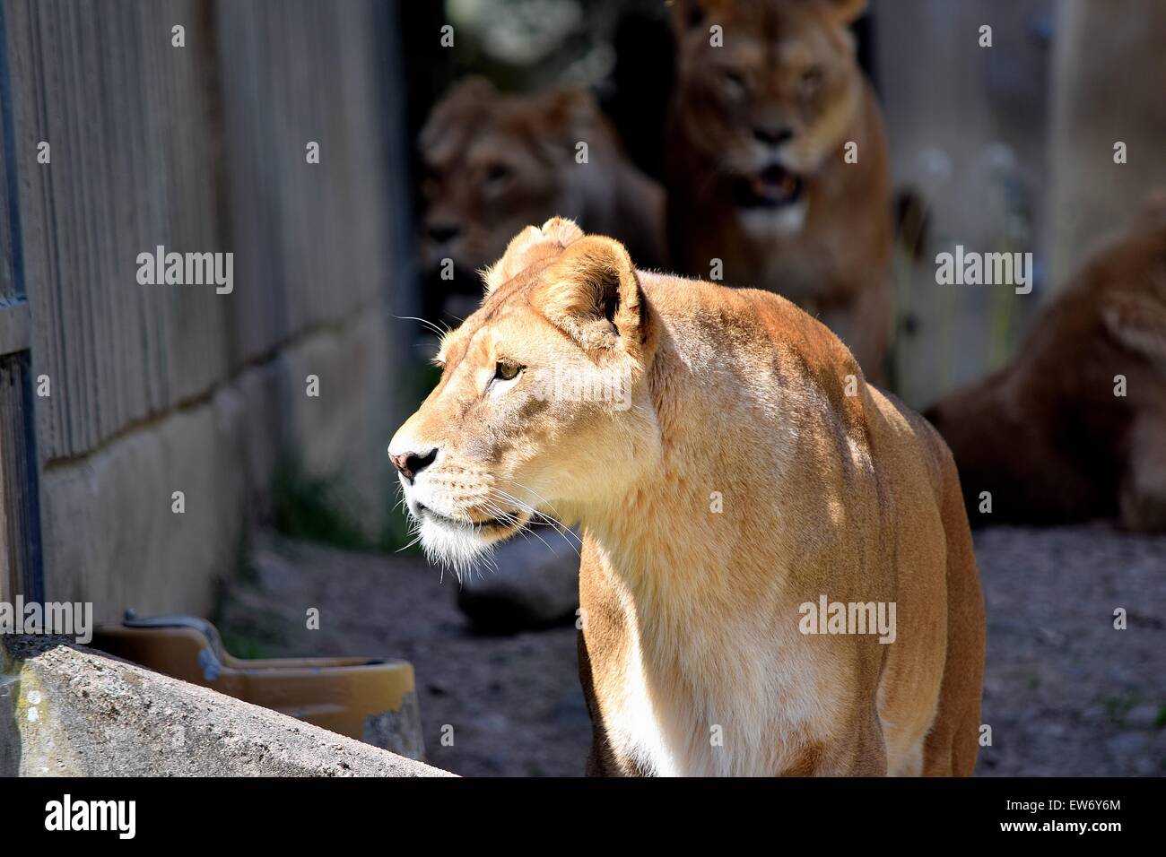 Lion tiger forest hi-res stock photography and images - Alamy
