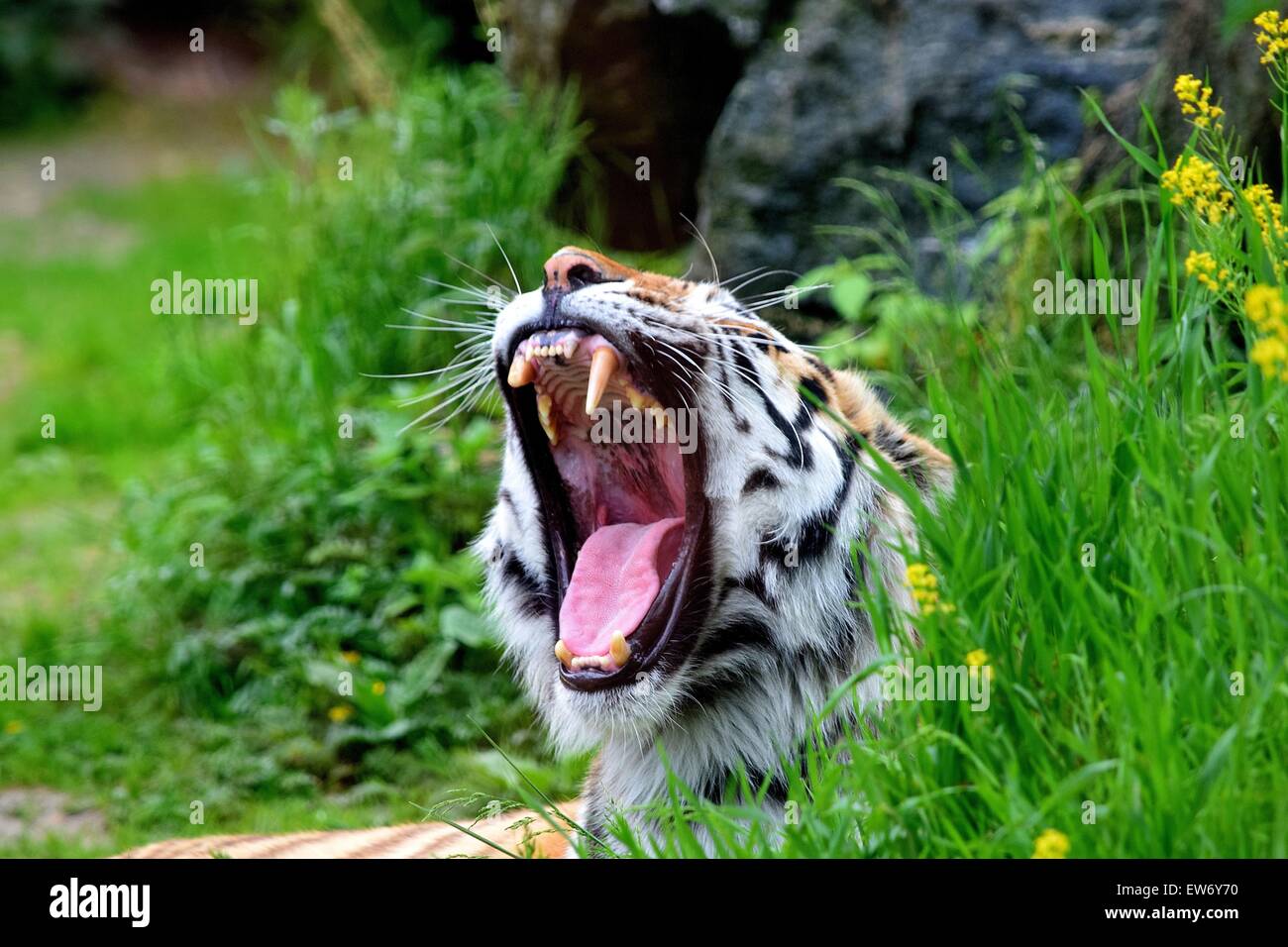 Tiger Licking Lips High Resolution Stock Photography and Images - Alamy