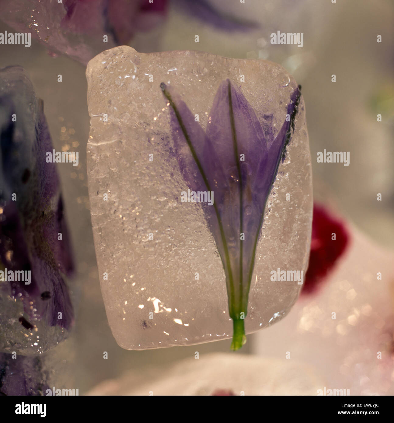 Close-up of purple flowers in ice cubes Stock Photo - Alamy