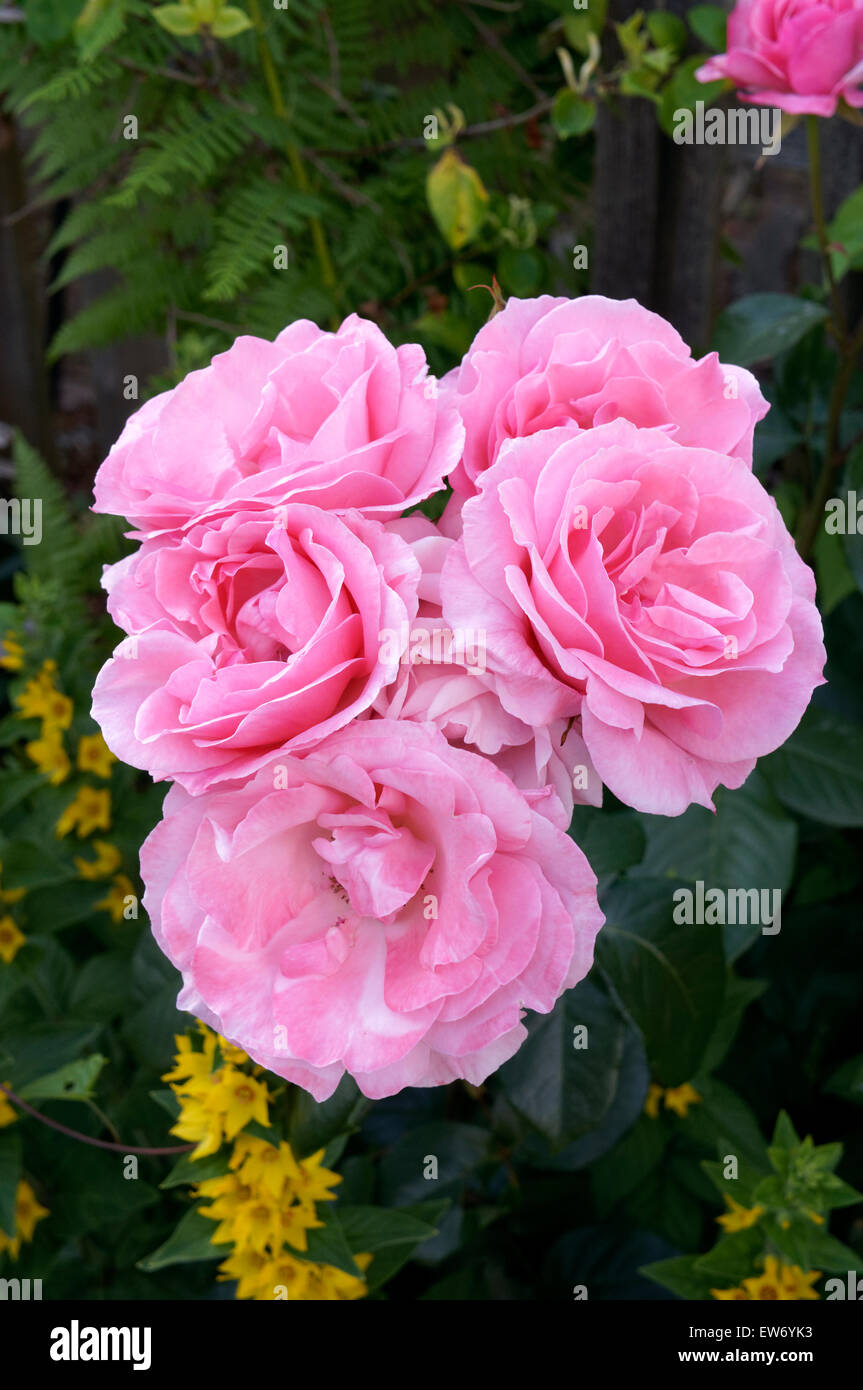 Large flower cluster hi-res stock photography and images - Alamy