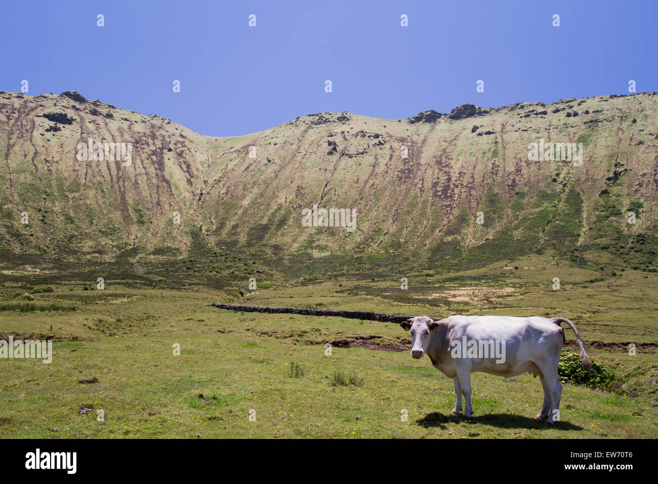 cow in pasture / meadows inside the volcano crater of corvo island, in ...