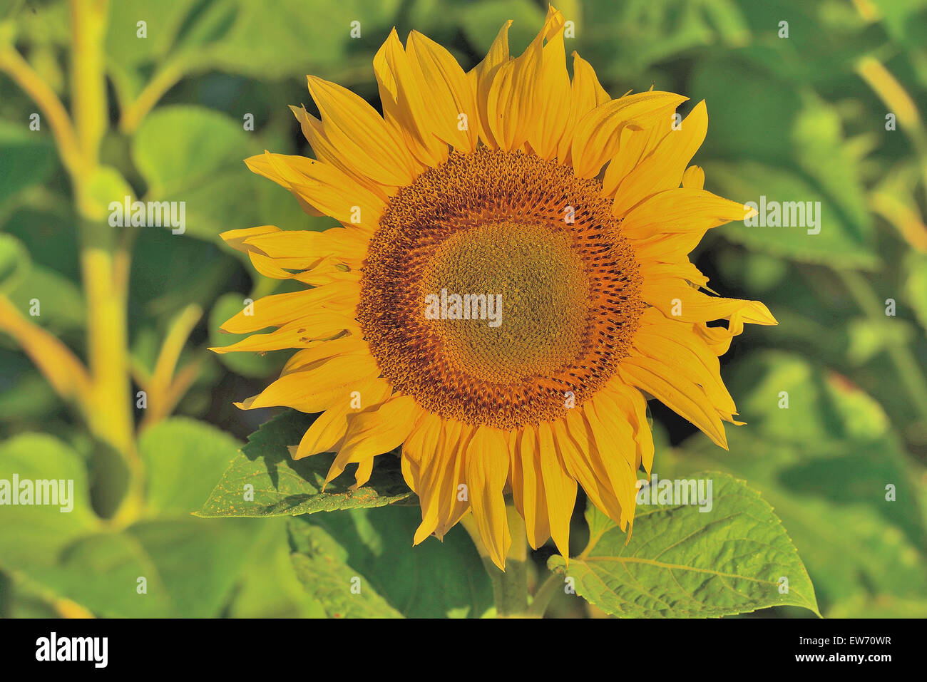 Sunflower natural hi-res stock photography and images - Alamy