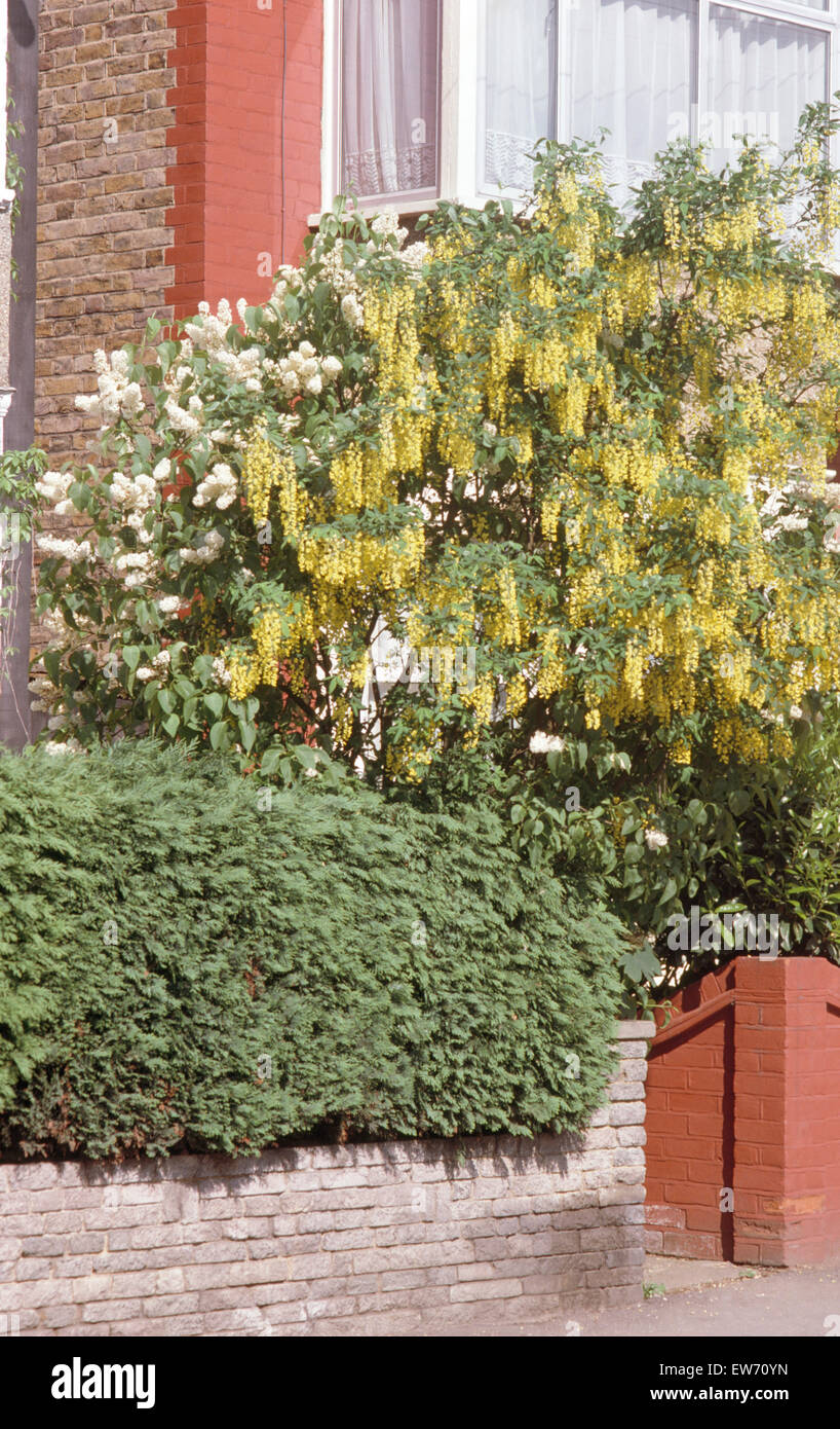 Hedge and brick wall hi-res stock photography and images - Alamy